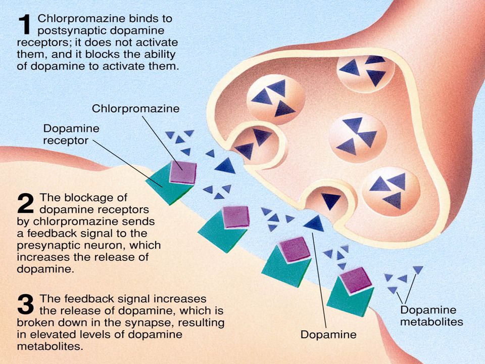 The dopamine hypothesis – PsychStix