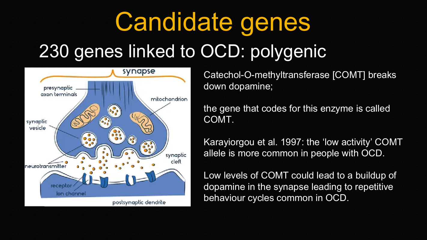 Genetic explanation of OCD – PsychStix