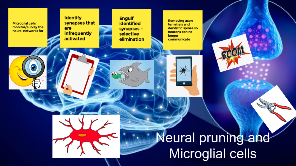 Neural pruning – PsychStix