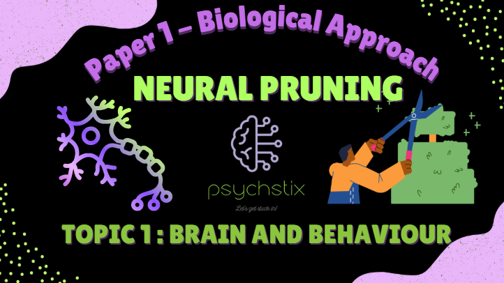 Neural pruning – PsychStix